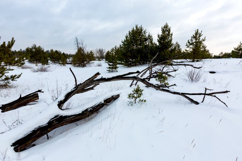 Old dead pine tree in snow stock photo. Image of pine - 127132874