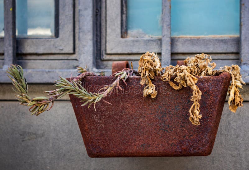 Old and Dead Plant in a Rusty Pot Stock Photo - Image of door, tree ...