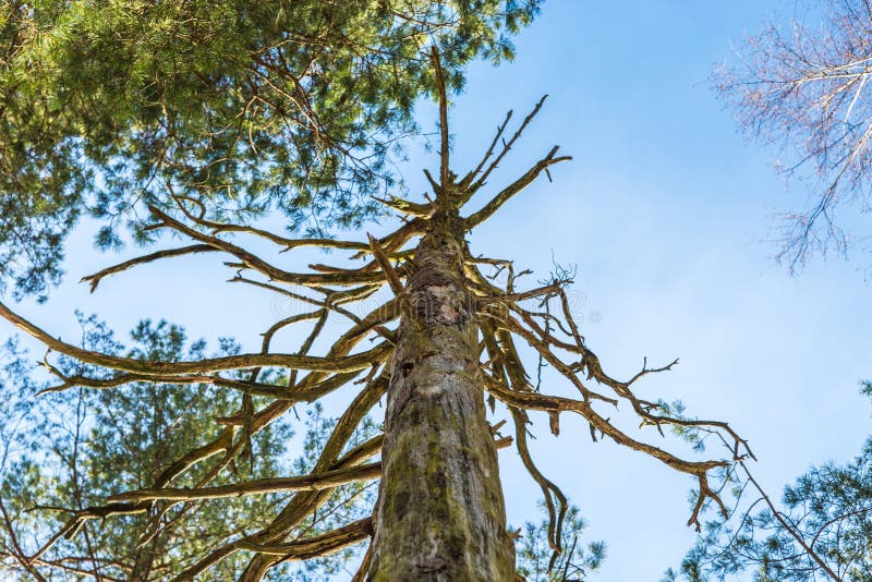 Old Dead Rotten Tree Still Standing Stock Image - Image of rotten ...