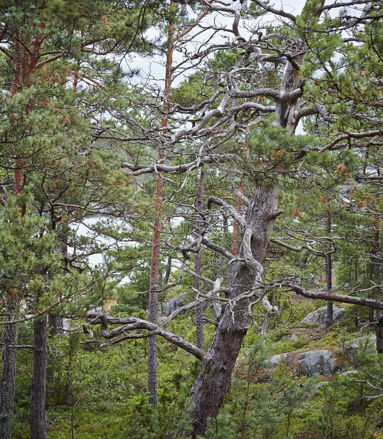 Old dead snag stock image. Image of forest, pine, undergrowth - 43732161