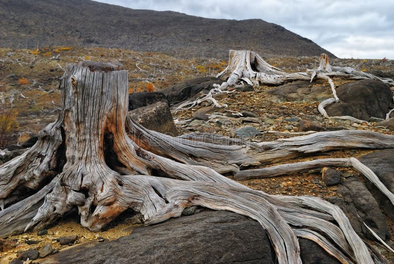 1,519 Dead Wood Stumps Stock Photos - Free & Royalty-Free Stock Photos ...