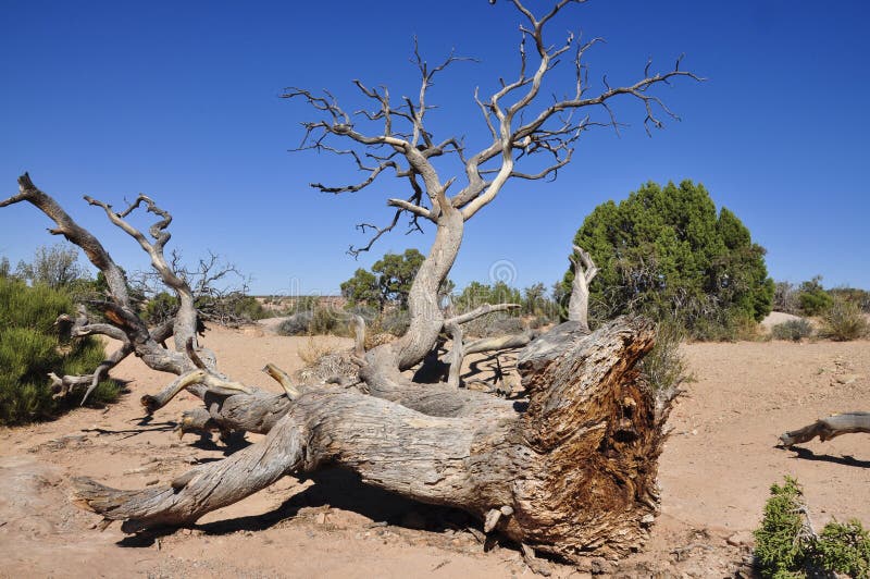 Old Dead Tree stock photo. Image of dead, lifeless, nature - 16731970