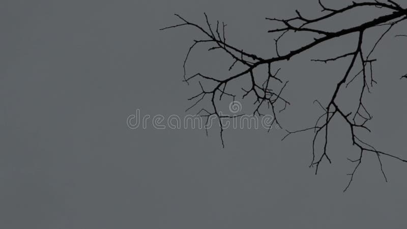 Old Dead Tree on a Background of Gray Sky Reflected in the Water ...