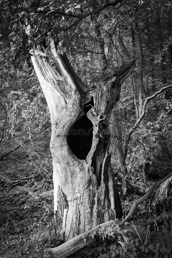 575 Knothole Tree Photos - Free & Royalty-Free Stock Photos from Dreamstime