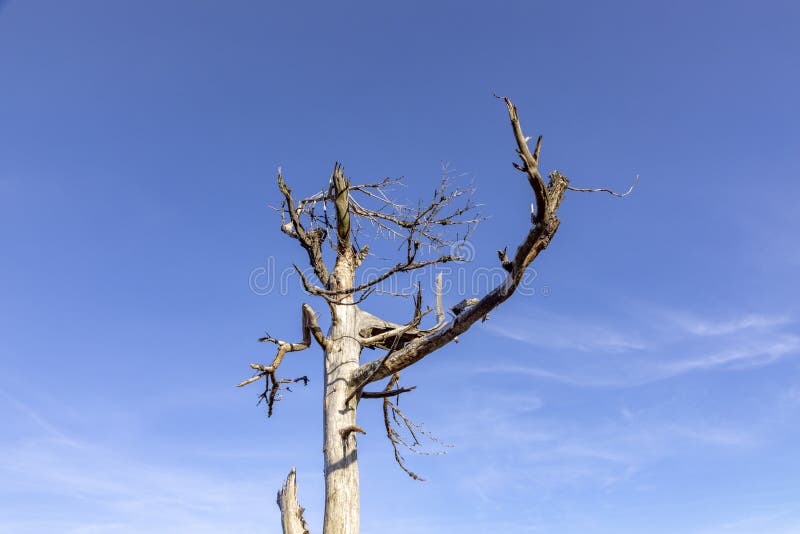 Acid Rain Effects On Trees