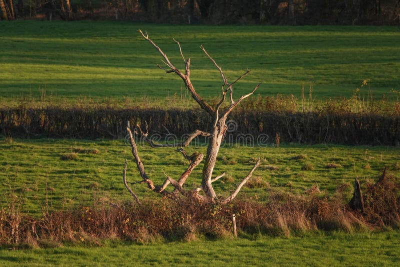 Old dead tree in the field stock image. Image of weathered - 263842283