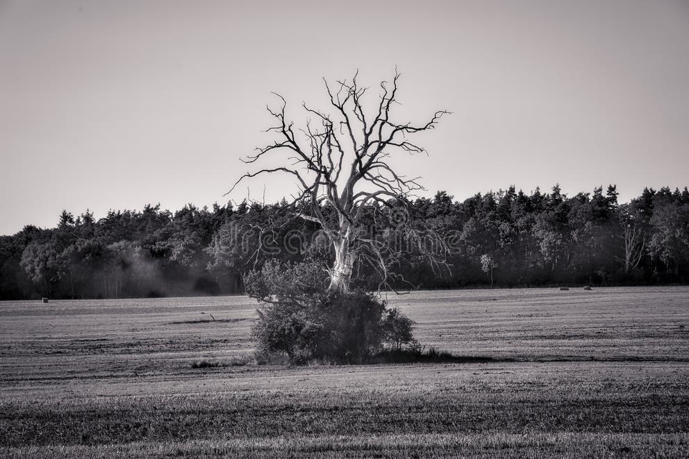 Old dead tree on a field stock image. Image of large - 67206175