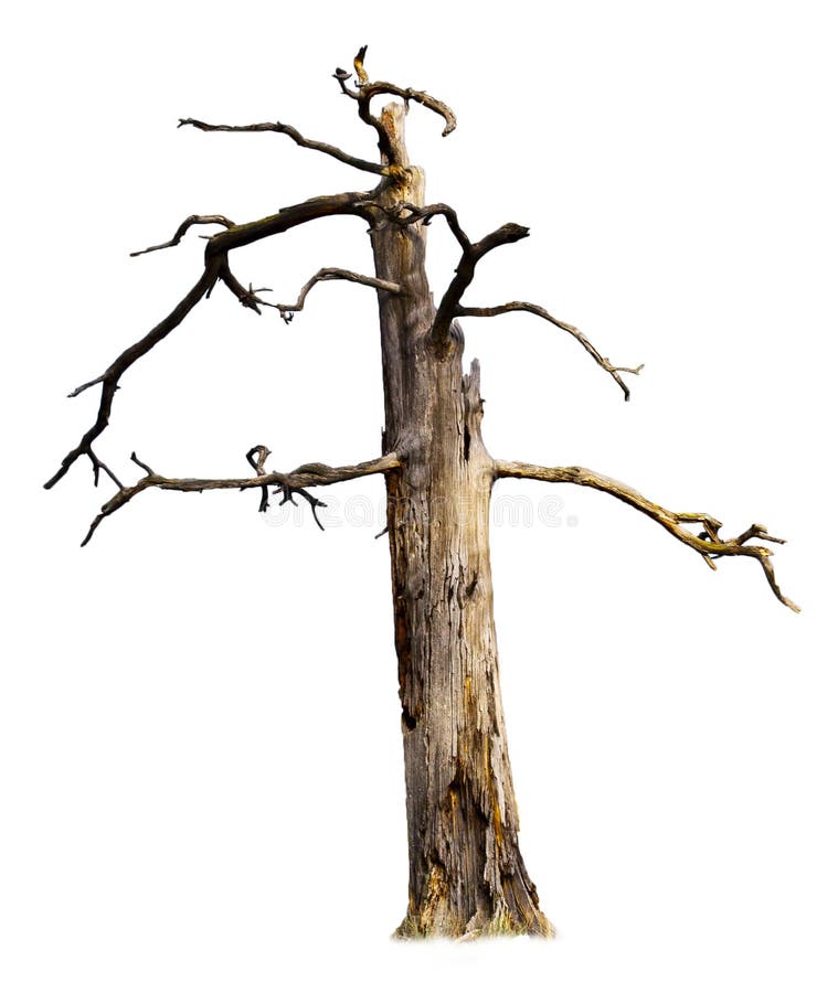 2+ Tree limbs isolated Free Stock Photos - StockFreeImages