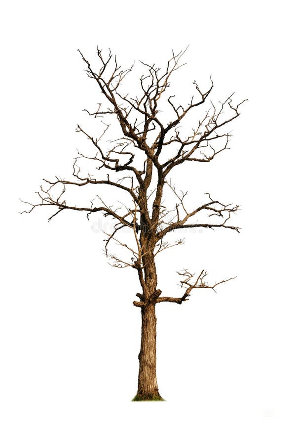 Old and Dead Tree, Isolated Stock Photo - Image of design, alone: 42276000