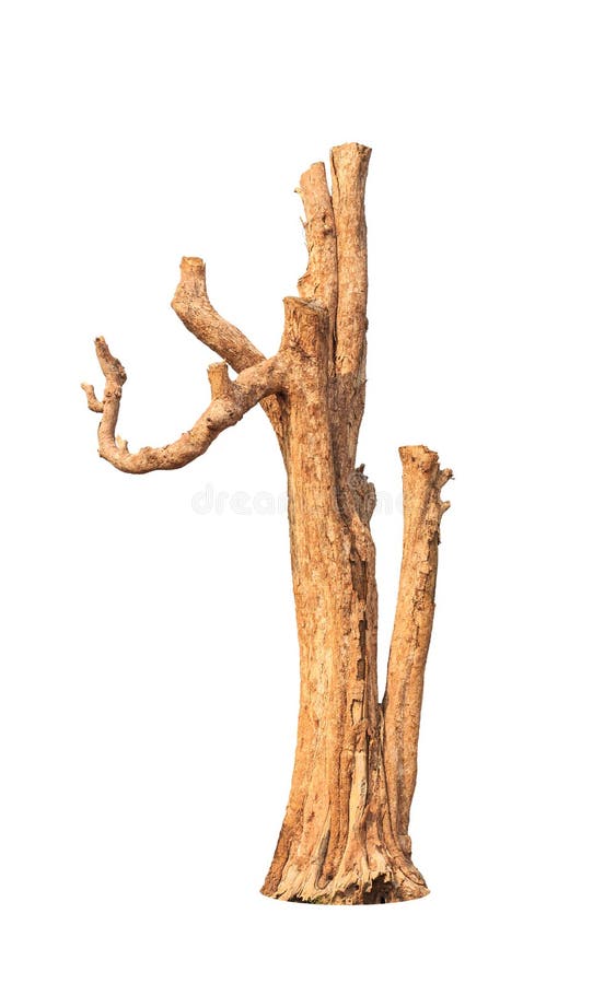 Dead Tree without Leaves Isolated. Acer Top Stock Illustration ...