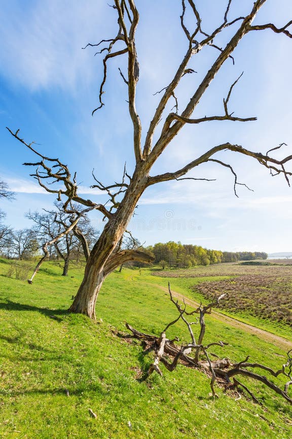 Old dead tree stock image. Image of calm, grassland, green - 84974923