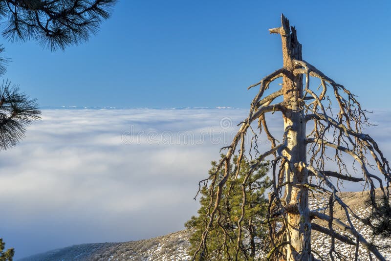 Old Dead Tree Ober an Inversion Boise Idaho Stock Photo - Image of hill ...