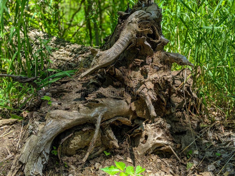 Old Dead Tree Roots in Forest Stock Image - Image of roots, nature ...