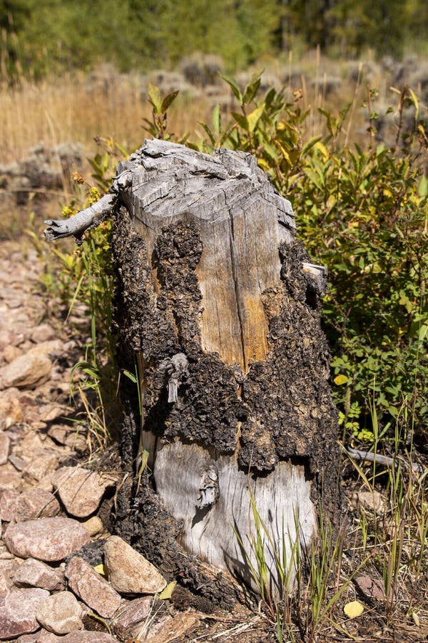 Old Dead Tree Stump Bark Rocks Stock Photo - Image of forest, adventure ...