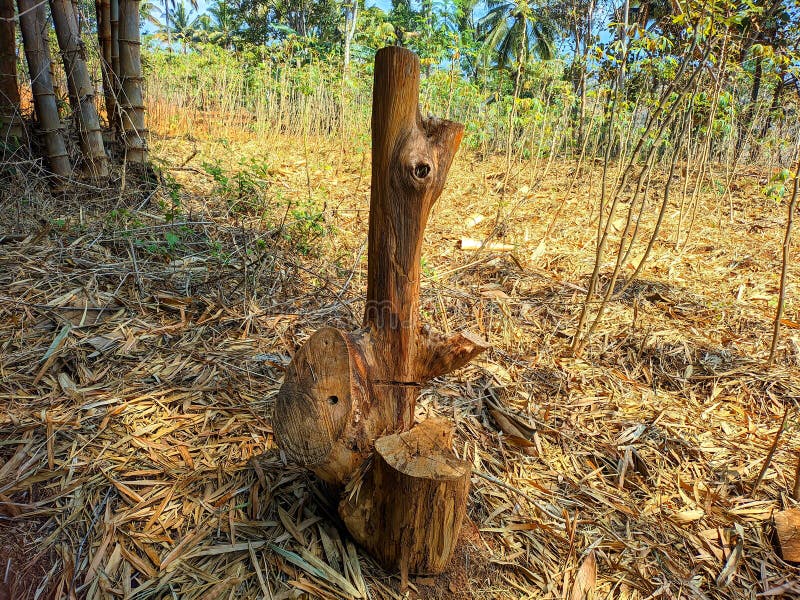 An Old Dead Tree Trunk Lies in a Bamboo Forest. Stock Image - Image of ...