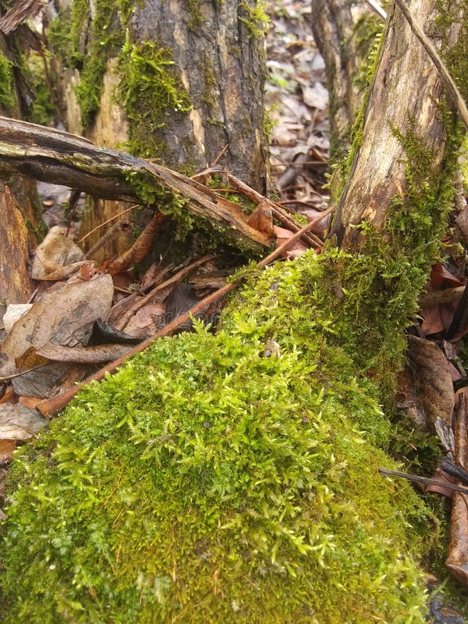 Old Dead Tree Trunk with Moss Stock Photo - Image of trunk, moss: 191949512