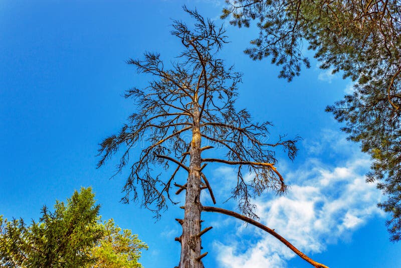 Old dead tree stock photo. Image of bare, solitude, forest - 64578102