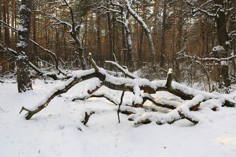 Old Dead Tree in Winter Forest Stock Image - Image of forest, weather ...