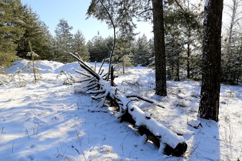 Old Dead Tree in Winter Forest Stock Image - Image of forest, weather ...