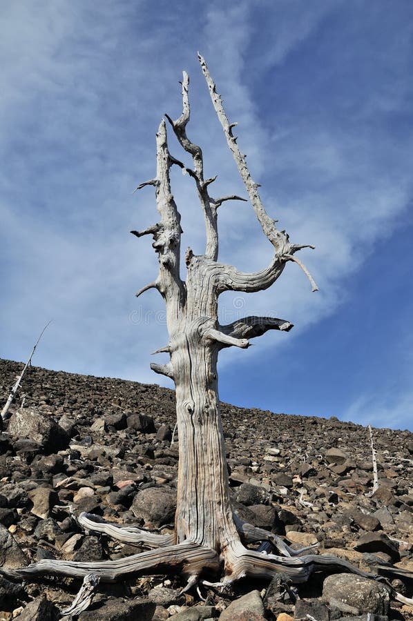 Old dead trees stock photo. Image of eroded, environment - 147102748