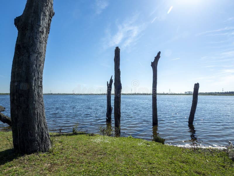 349 Dead Poles Stock Photos - Free & Royalty-Free Stock Photos from ...