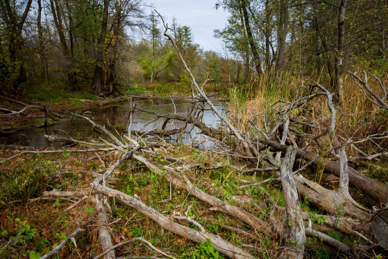 Old dead trees on swamp stock image. Image of scenery - 79045427