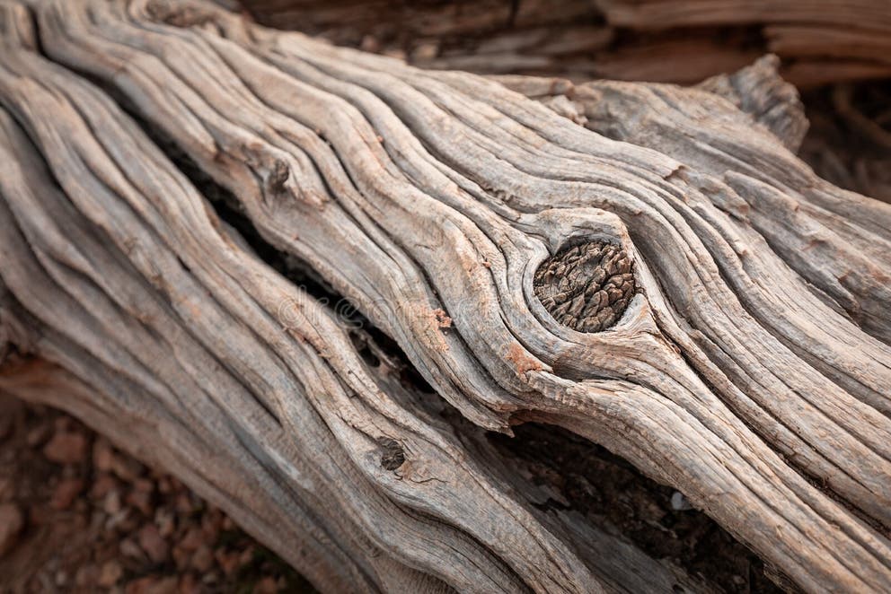 An Old Dead Twisted Tree Trunk with a Large Node Stock Image - Image of ...