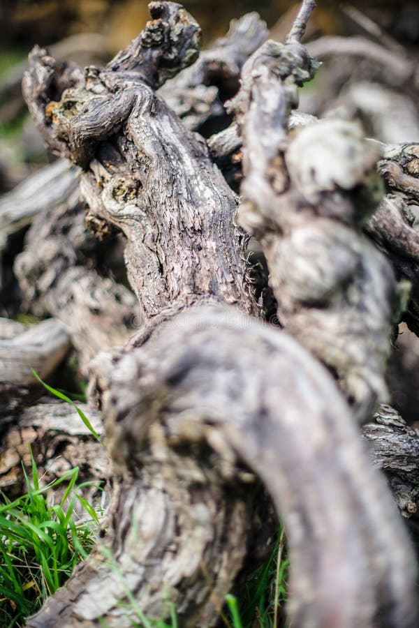 Old Dead Vines in Gathered Deadwood Stock Image - Image of aged, claret ...
