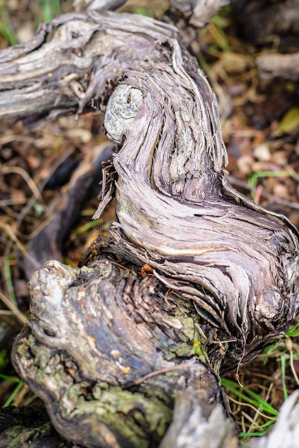 Old Dead Vines in Gathered Deadwood Stock Image - Image of clouds ...