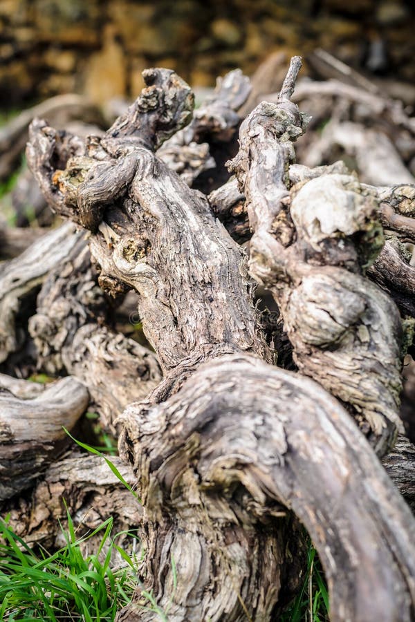 Old Dead Vines in Gathered Deadwood Stock Image - Image of clouds ...