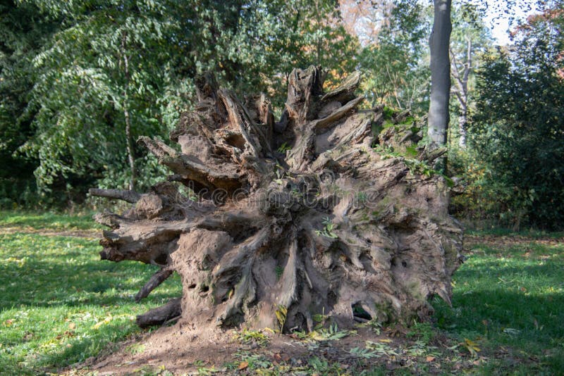 Old deat tree stump stock photo. Image of forest, bizarre - 260073424
