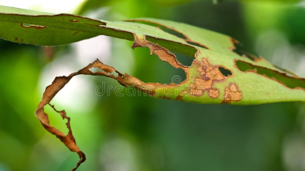 Old Decay Leaf stock photo. Image of decay, green, dirt - 78453678