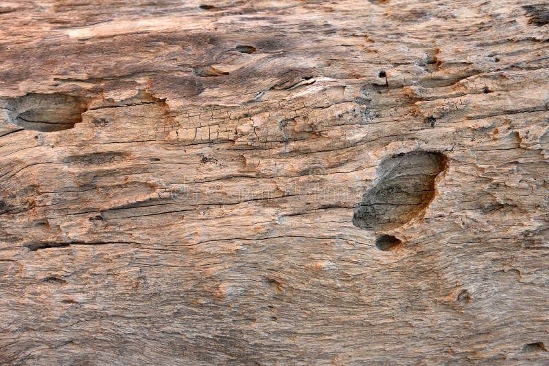 Old and decay wood texture stock image. Image of abstract - 64035489