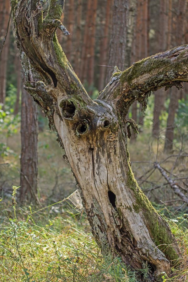 An old, decayed tree. stock photo. Image of away, cracked - 124118418