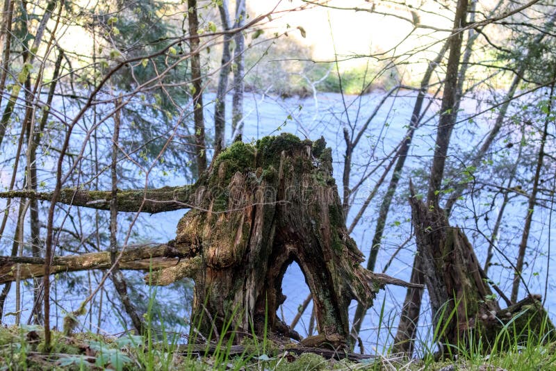 .an Old, Decayed Tree Stump, Overgrown with Moss, Located in a Wooded ...