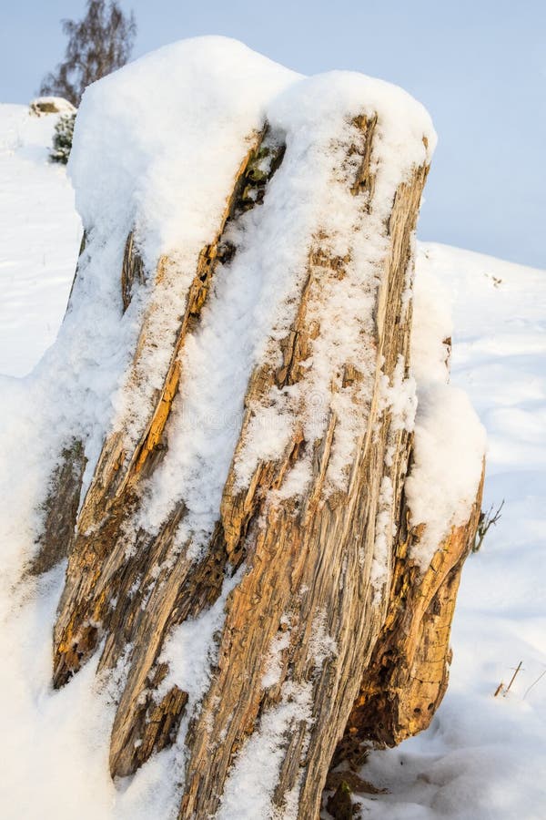 Old Decayed Tree Stump with Snow Stock Image - Image of frosty ...