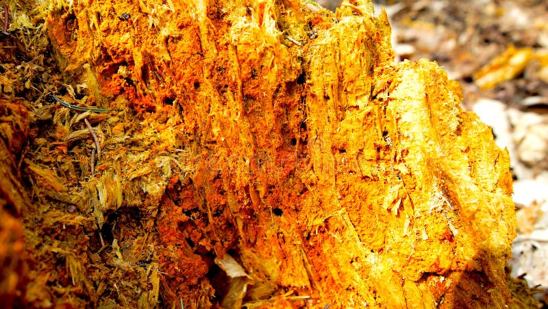 Old Decayed Tree Trunk. Decay in the Forest Stock Photo - Image of ...