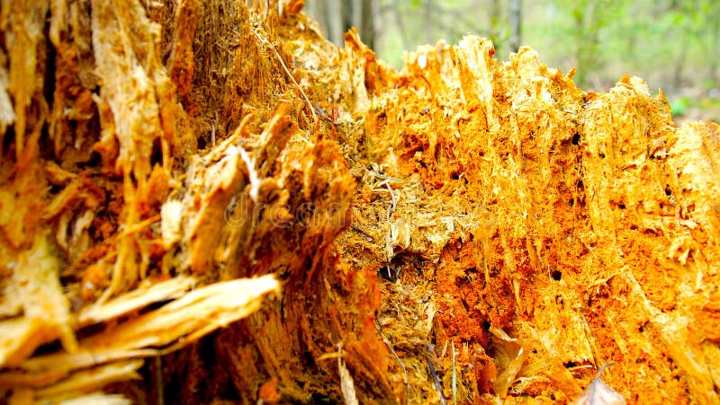Old Decayed Tree Trunk. Decay in the Forest Stock Image - Image of ...
