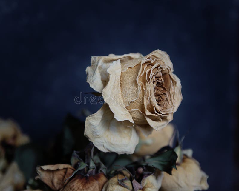 Old Decaying Dried White Rose Stock Image - Image of romantic ...