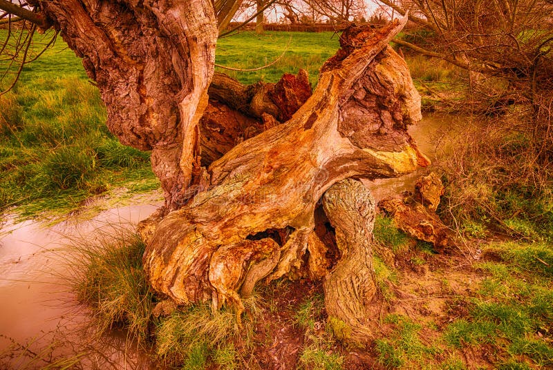 Decaying tree in water stock image. Image of truck, decaying - 320701