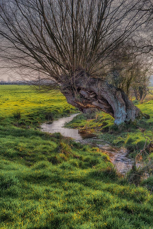 Old Decaying Tree Next To a Stream Stock Photo - Image of root, nature ...