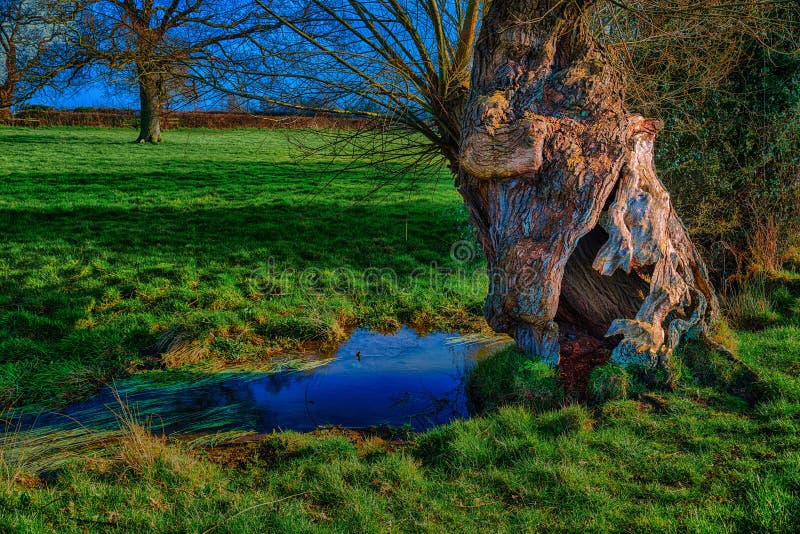 Old Decaying Tree Next To a Stream Stock Photo - Image of root, nature ...