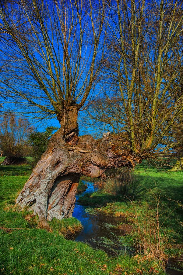 Old Decaying Tree Next To a Stream Stock Image - Image of flow, nature ...