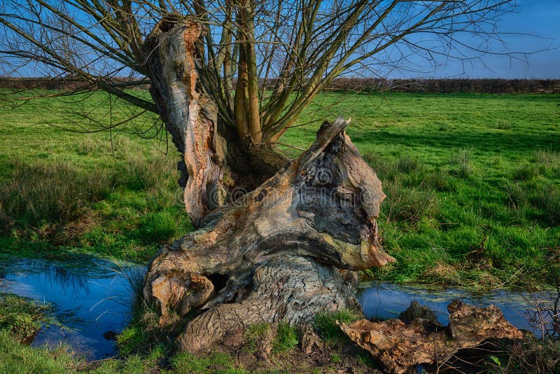 Old Decaying Tree Next To a Stream Stock Image - Image of flow, nature ...