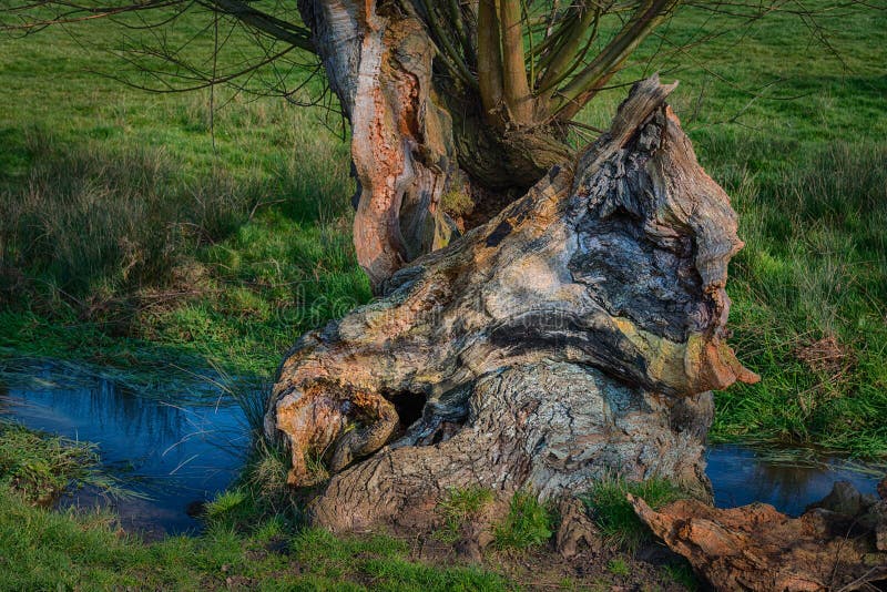 Old Decaying Tree Next To a Stream Stock Photo - Image of root, nature ...