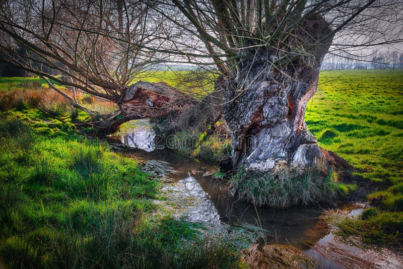 Old Decaying Tree Next To a Stream Stock Photo - Image of outdoors ...