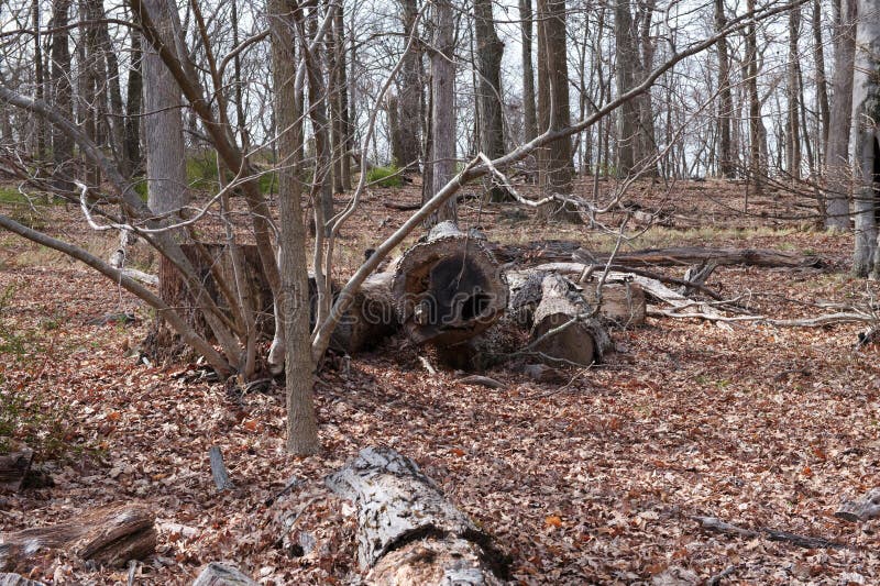 Old Fallen Trees in the Woods Stock Photo - Image of spring, trees ...