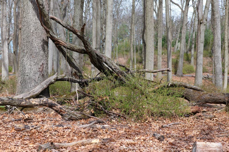 Old Fallen Trees in the Woods Stock Image - Image of trunk, wildlife ...