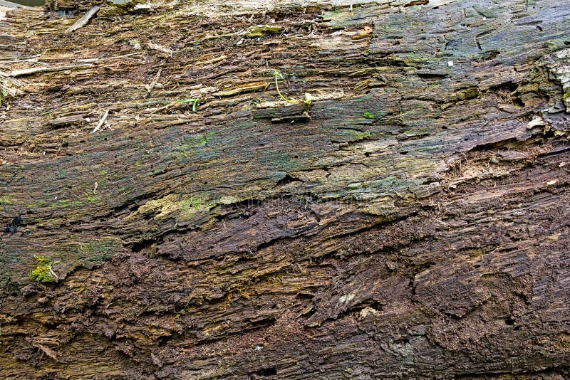 Old decaying trunk of tree stock image. Image of dirty - 46075375