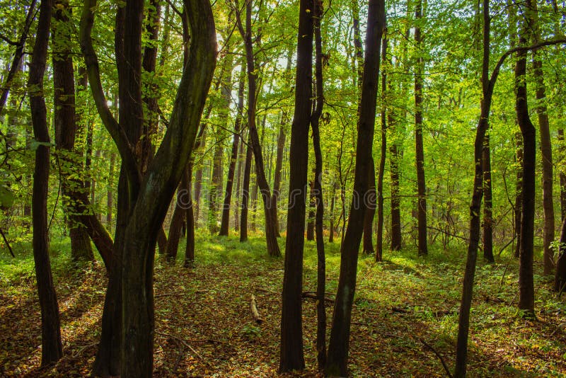 Old Deciduous Forest Illuminated by the Sun`s Rays Stock Photo - Image ...